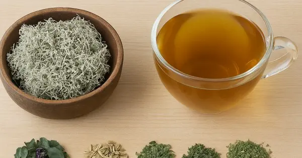 lichene islandico usi popolari e tisane naturali