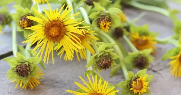 enula campana e i suoi benefici per la salute