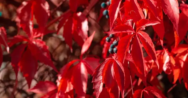 vite rossa tisana e i suoi benefici